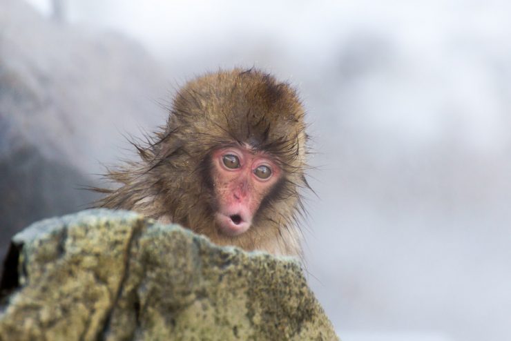Snow Monkeys in Japan (Japanese macaques): A Complete Guide | Ski Asia