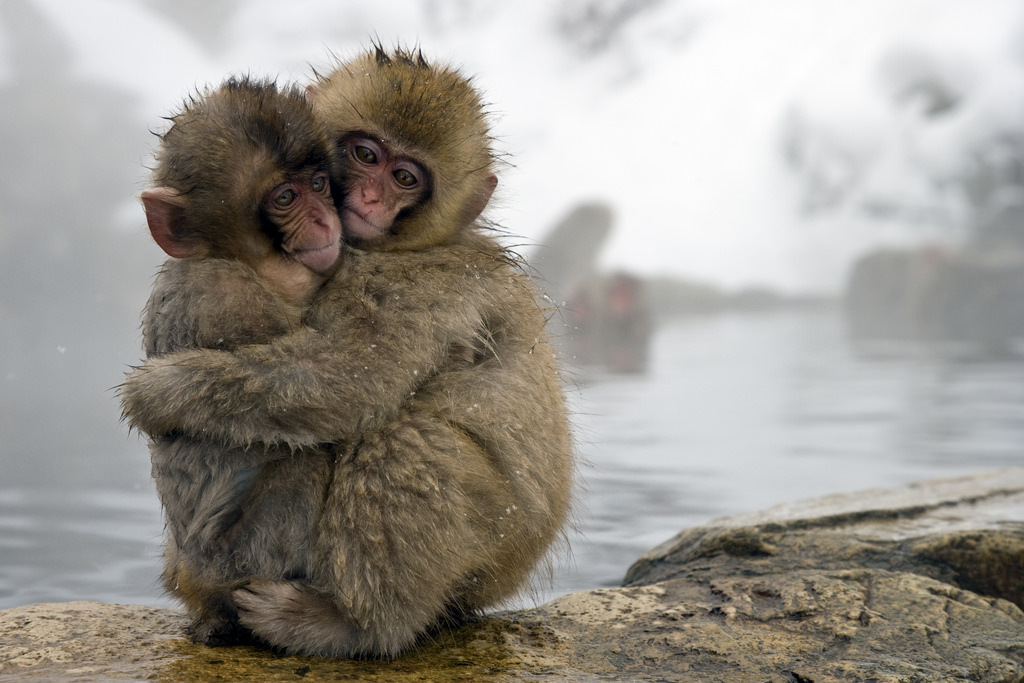 Snow Monkeys in Japan (Japanese macaques): A Complete Guide | Ski Asia