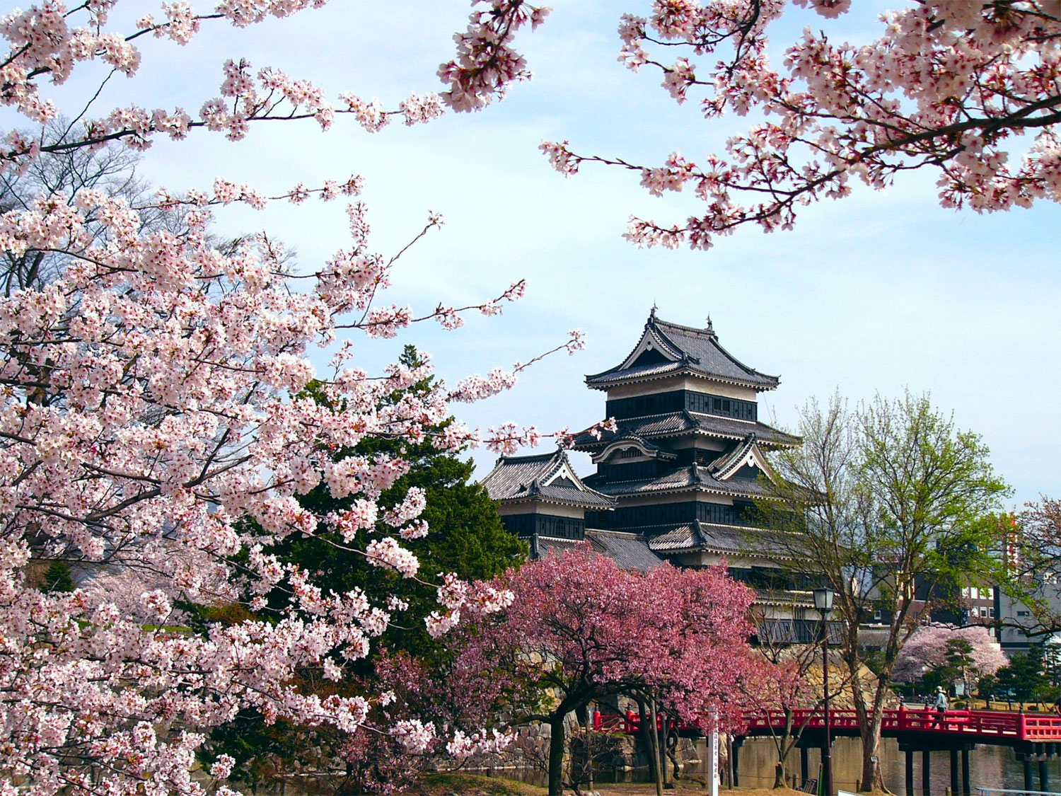 How to ski Japan during the 2025 cherry blossom season | Ski Asia